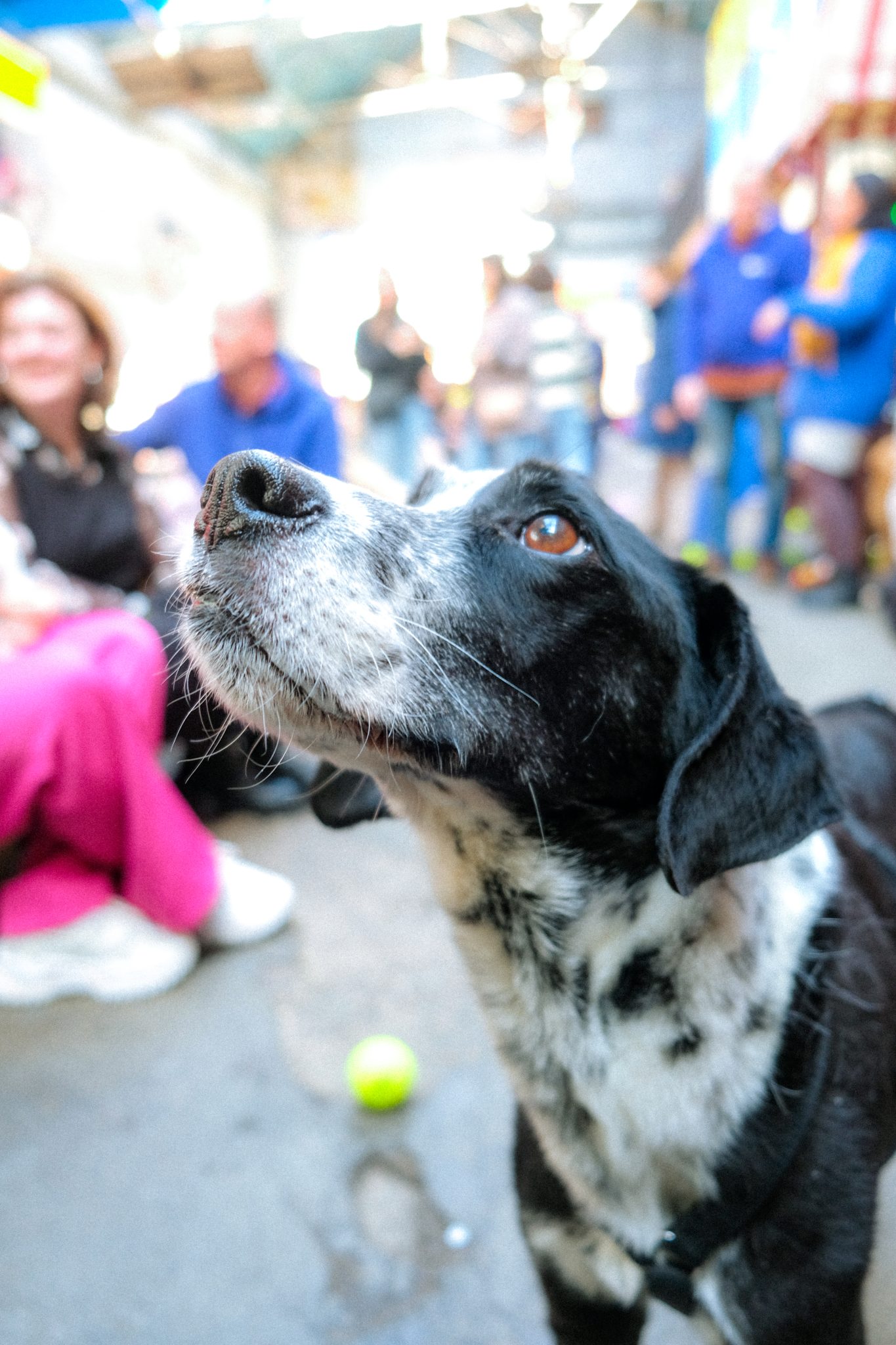 Cafecito y perritos en EL DOG CAFÉ CDMX - Meow Magazine | Meow Magazine ...